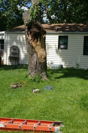 Tree Care, tree removal, tree trimming, tree services near me | Union ...